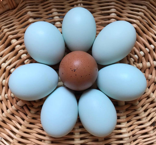 Ameraucana Eggs (1 Dozen) | Spectrum Poultry