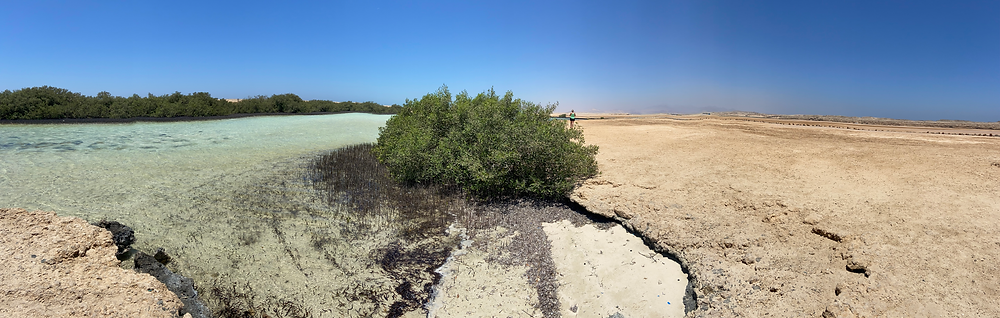Exploring the Marvels of Ras Muhammad National Park