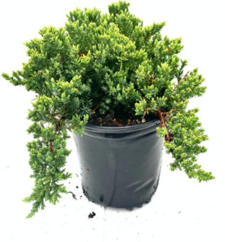 Dwarf Juniper | Horticult