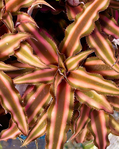 Cryptanthus 'Pink Star' | Horticult