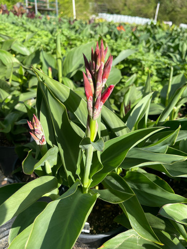 Canna Cannova Series Red Shades - 1 Gallon | Horticult