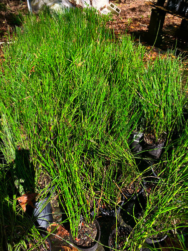 Horsetail Reed | Horticult