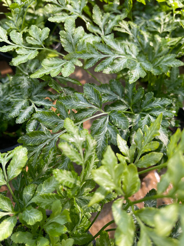 Pteris 'Silver Brake' Fern - 4" | Horticult