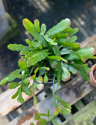 Disocactus nelsonii | Horticult