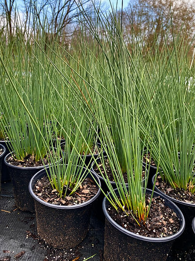 juncus patens native range