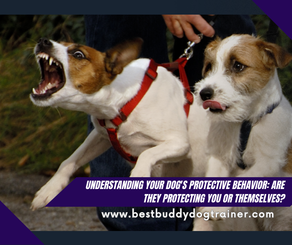 Understanding Your Dog's Protective Behavior: Are They Protecting You ...