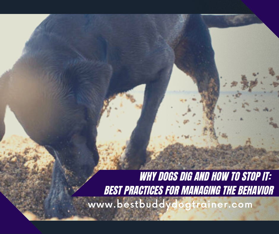 Why Dogs Dig and How to Stop It: Best Practices for Managing the Behavior