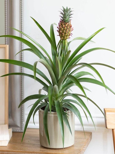 Ananas comosus (Ananas Bitkisi) | Bitkibitiyor