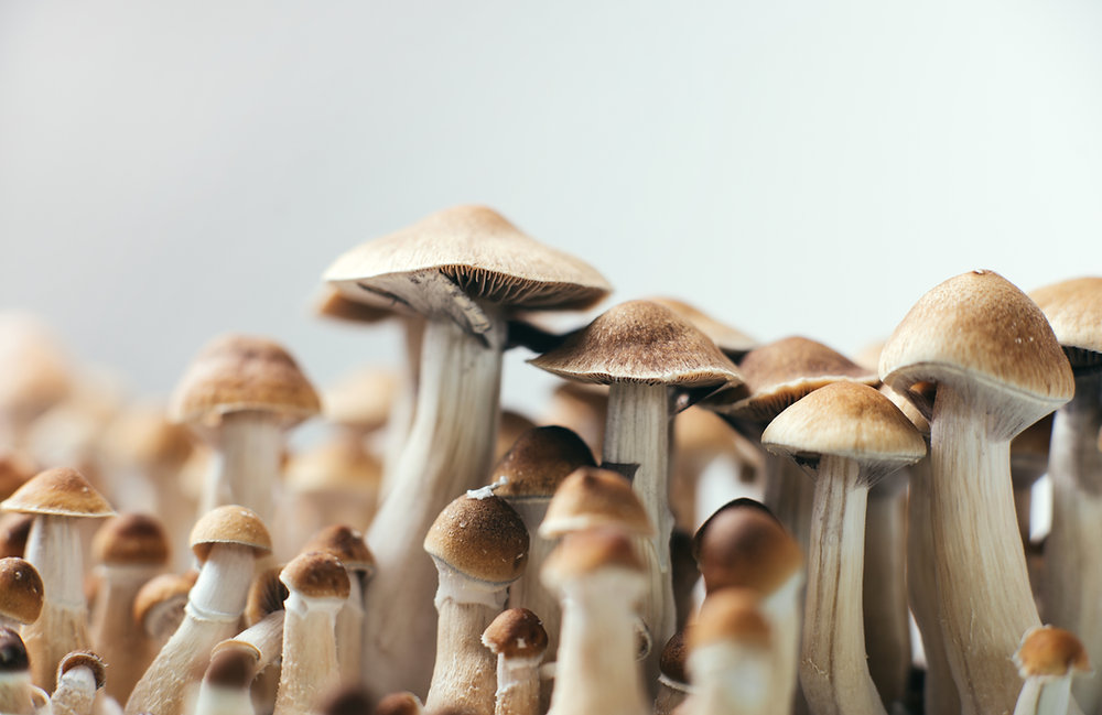 Magic Mushrooms Are Just Fungi as Indian Court Throws the Rulebook Out ...