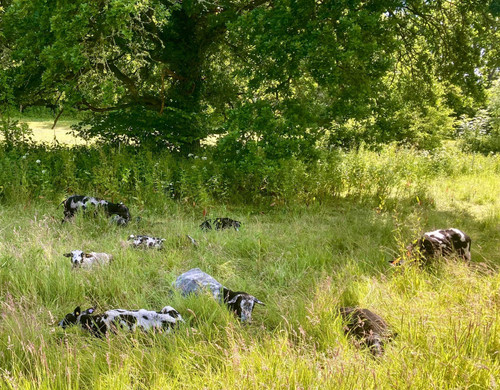 All Products | Himmon Copse Farm