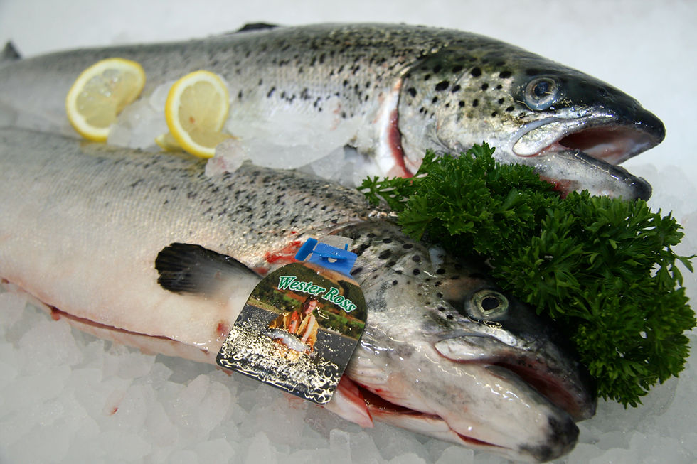 Whole Salmon 2-3 Kg | BIGFISH littlefish