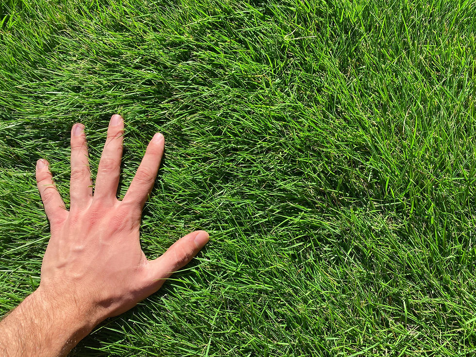 Planalto Gramas | Gramas para Jardim - Grama Esmeralda, Catarina e ...