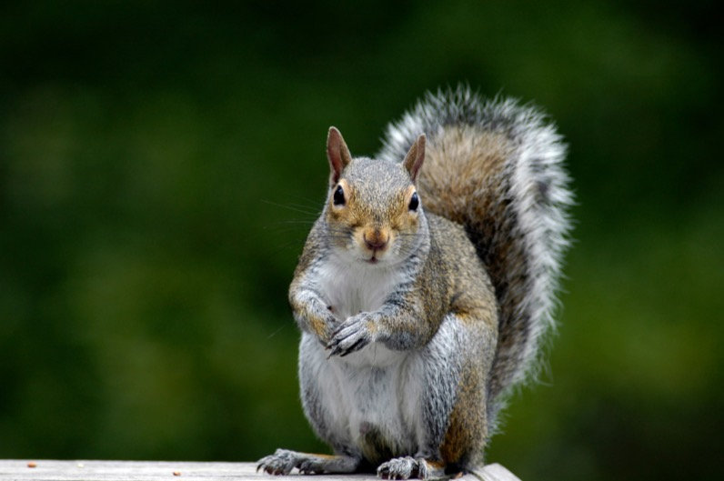 Squirrels Found in Ontario: A Comprehensive Guide