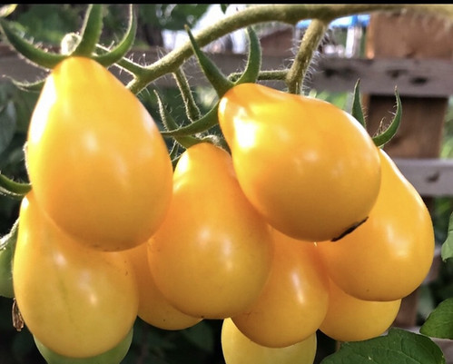 #51 Poire Jaune | Annie Au Jardin Des