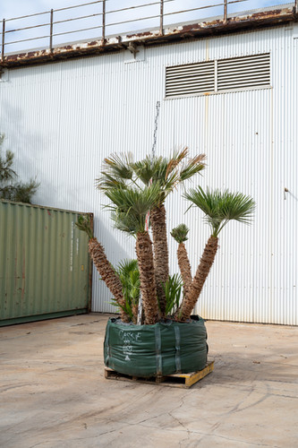 Chamaerops Palms | APR