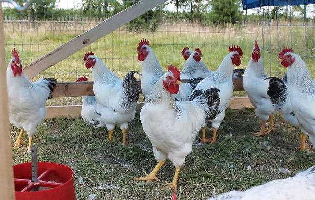 Good Food | Sistergrovefarm