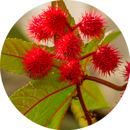 Zinc Ricinoleate | Natural Deodorizers | PhytoAxia