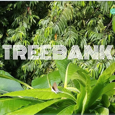 TREEBANK | Valuing each tree as a true asset to own | A Carbon Market ...