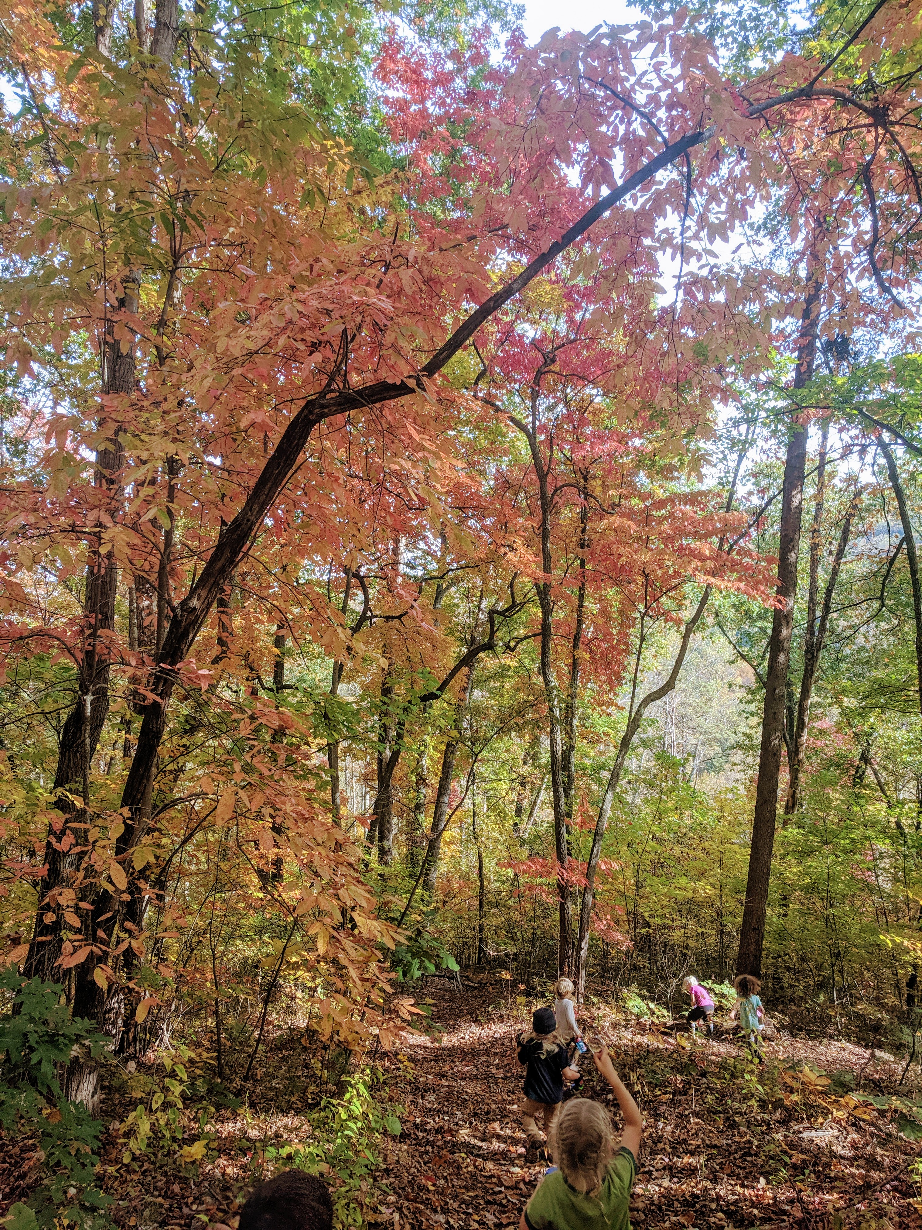 Sprouts | Candler, NC | Asheville Farmstead School