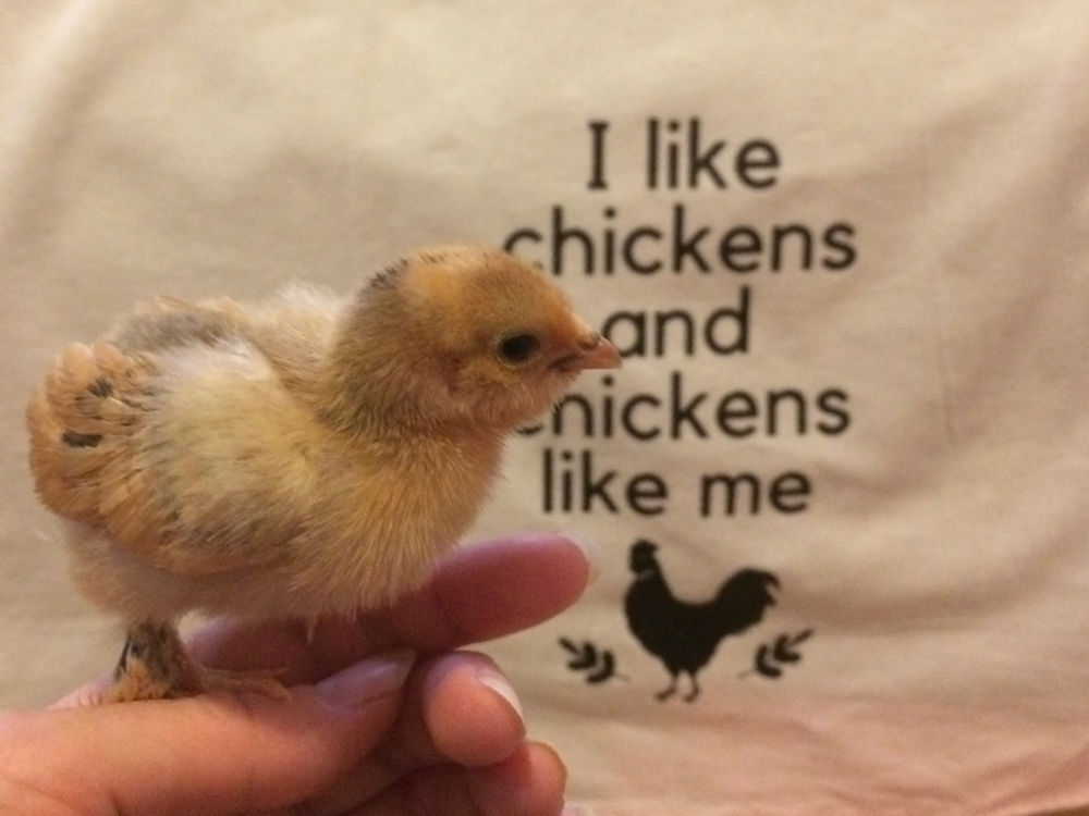 Chick Season