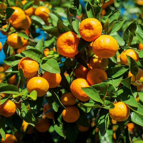 Healthy Grafted Sweet Imperial Mandarin Tree~Fruitting Now ...