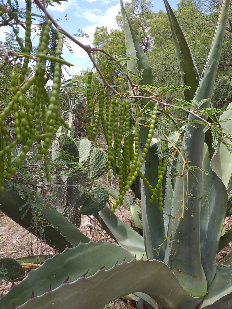 El maguey de México