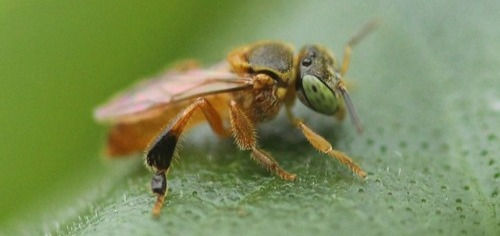 Abejas sin aguijón nativas de México