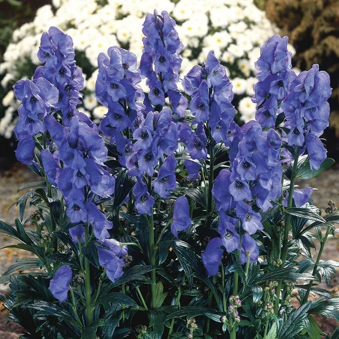 Shop Nursery Plants | Buy Garden Flowers Online 3/9