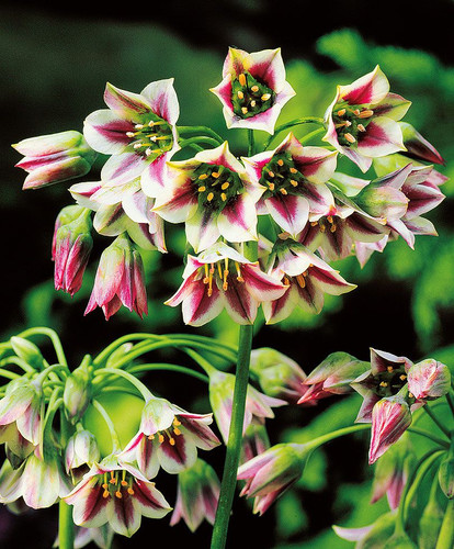Allium Siculum 'Bulgaricum' (Pre-Order) | Lakeside Nursery