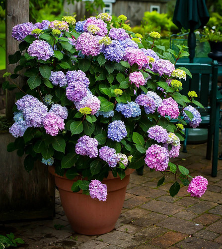 Hydrangea 'Endless Summer Bloomstruck' (Hydrangea)(Pre-Order) Size: 5 ...