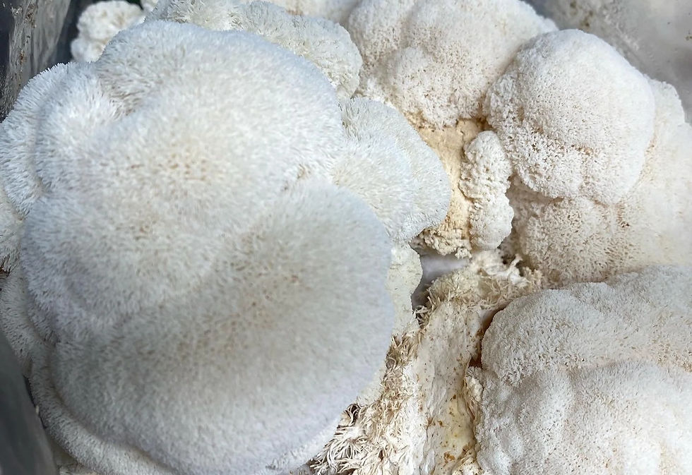 Mycelium Mini - Grow Block -Lion's Mane | Fusion Grow