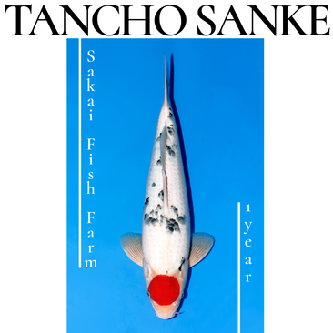 Premium Quality Koi Import From Sakai Fish Farm, Japan | PHAISALKOIFARM