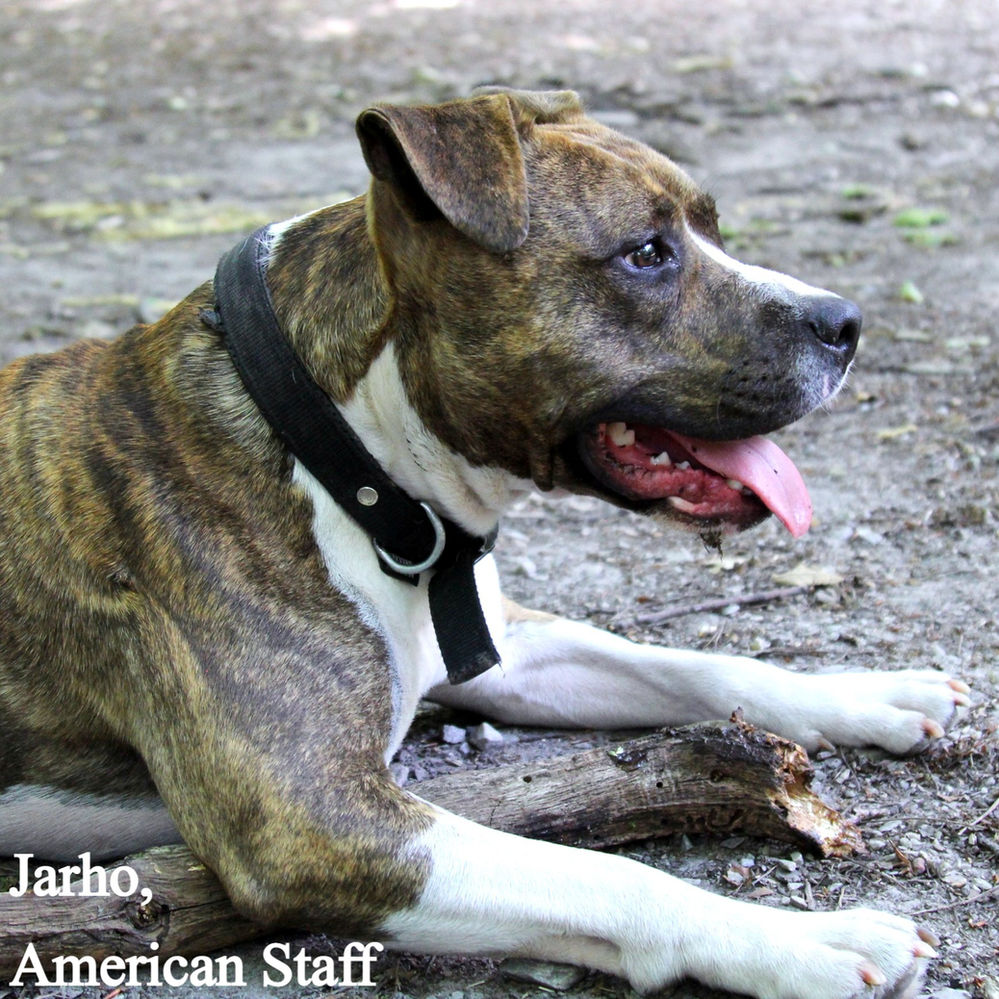 Amstaff, Staff & Staffie, comment s’y retrouver