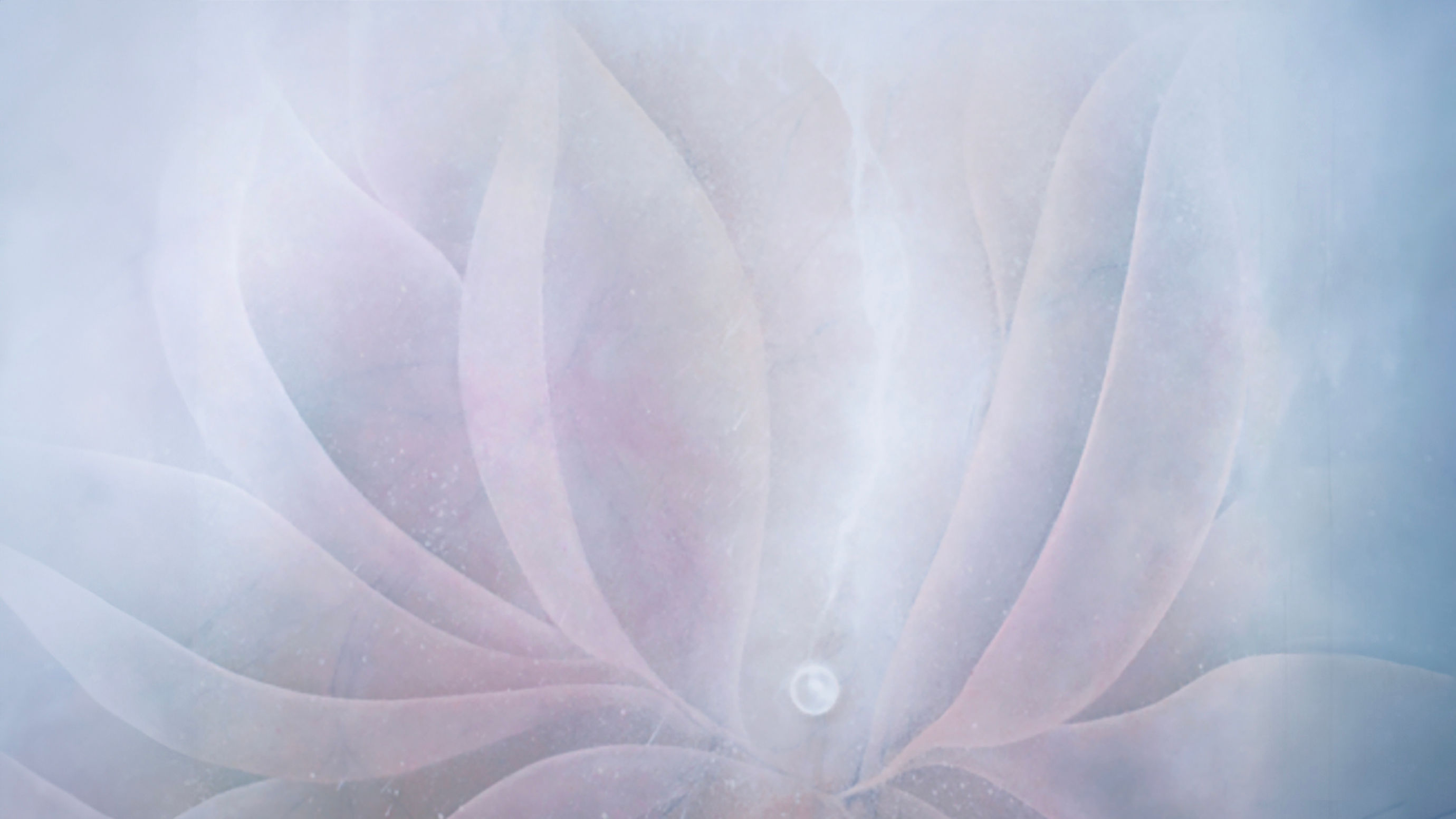 PARTICIPATING | Sufism Reoriented