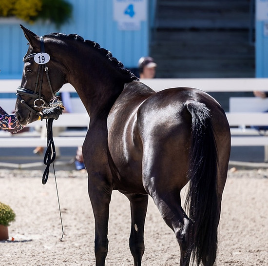 Performance Horses | Mustang Leadership P