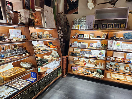 Artists | The Insect Asylum