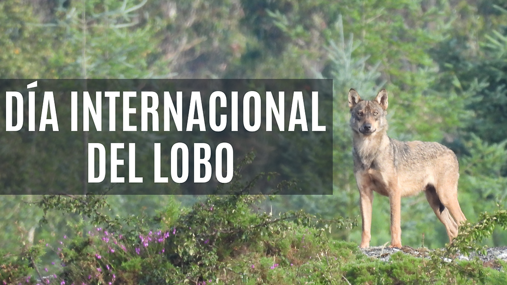 El 13 de Agosto se conmemora el Día Internacional del Lobo