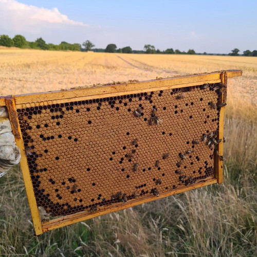 Nucleus Colony of Bees | Yorkshire | Derwent Honey
