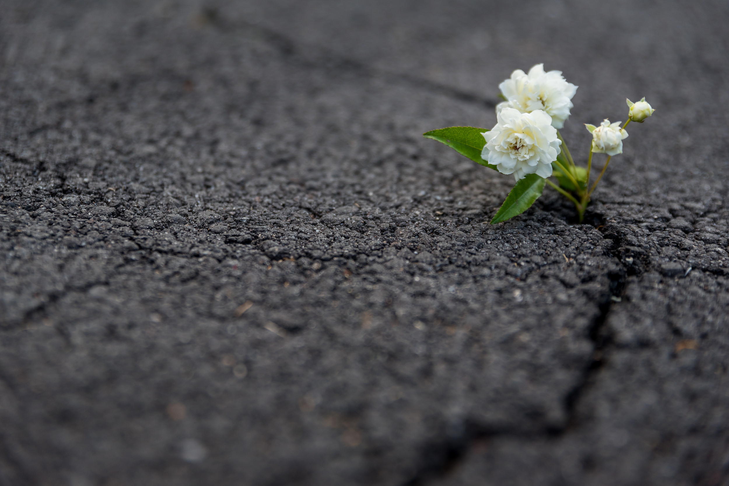Hope Restored Counseling & Consulting, PLLC | Iowa