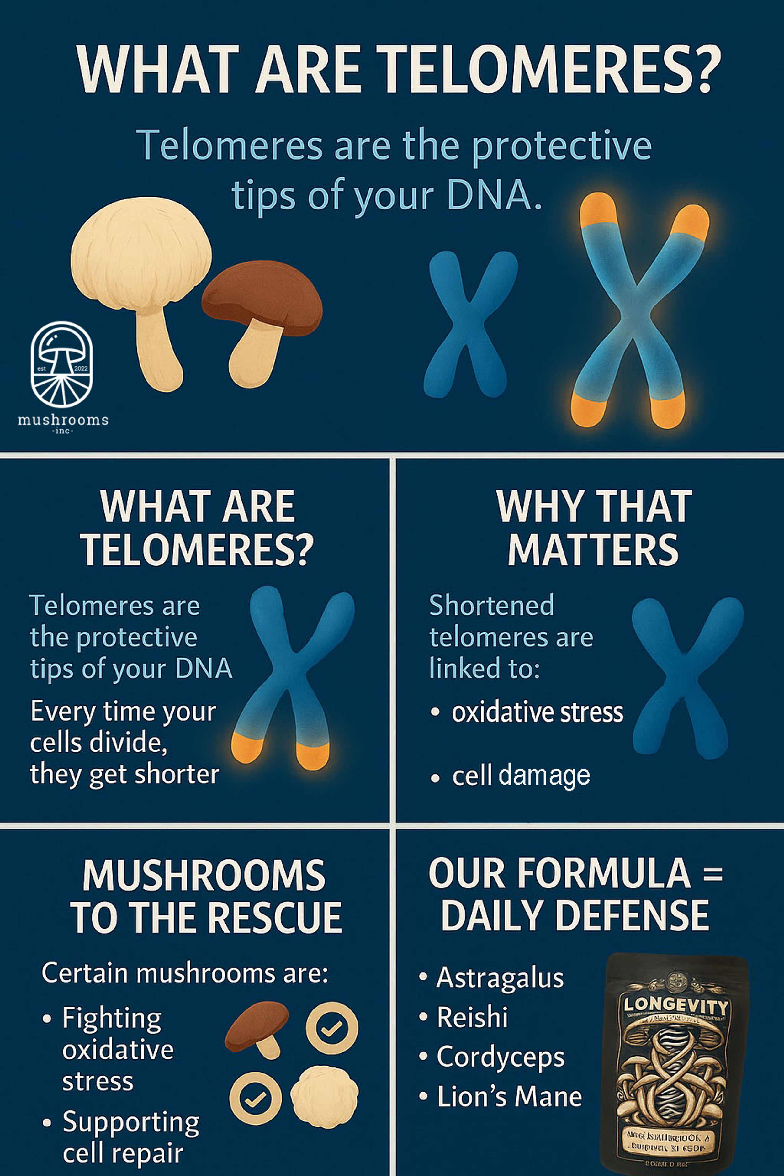 Mushrooms & Telomeres: The Surprising Link to Longevity
