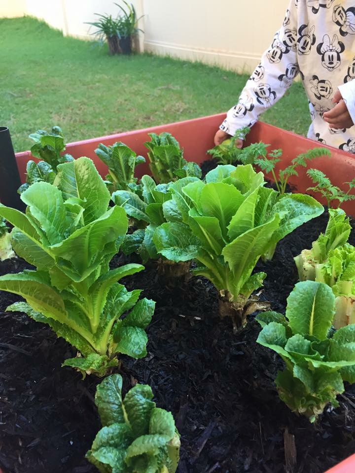 SCRAP GARDEN