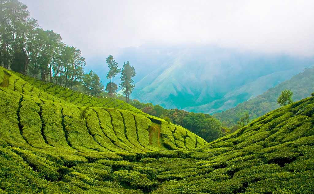 Kerala Highlights: From Trivandrum to Cochin – Beaches, Backwaters ...