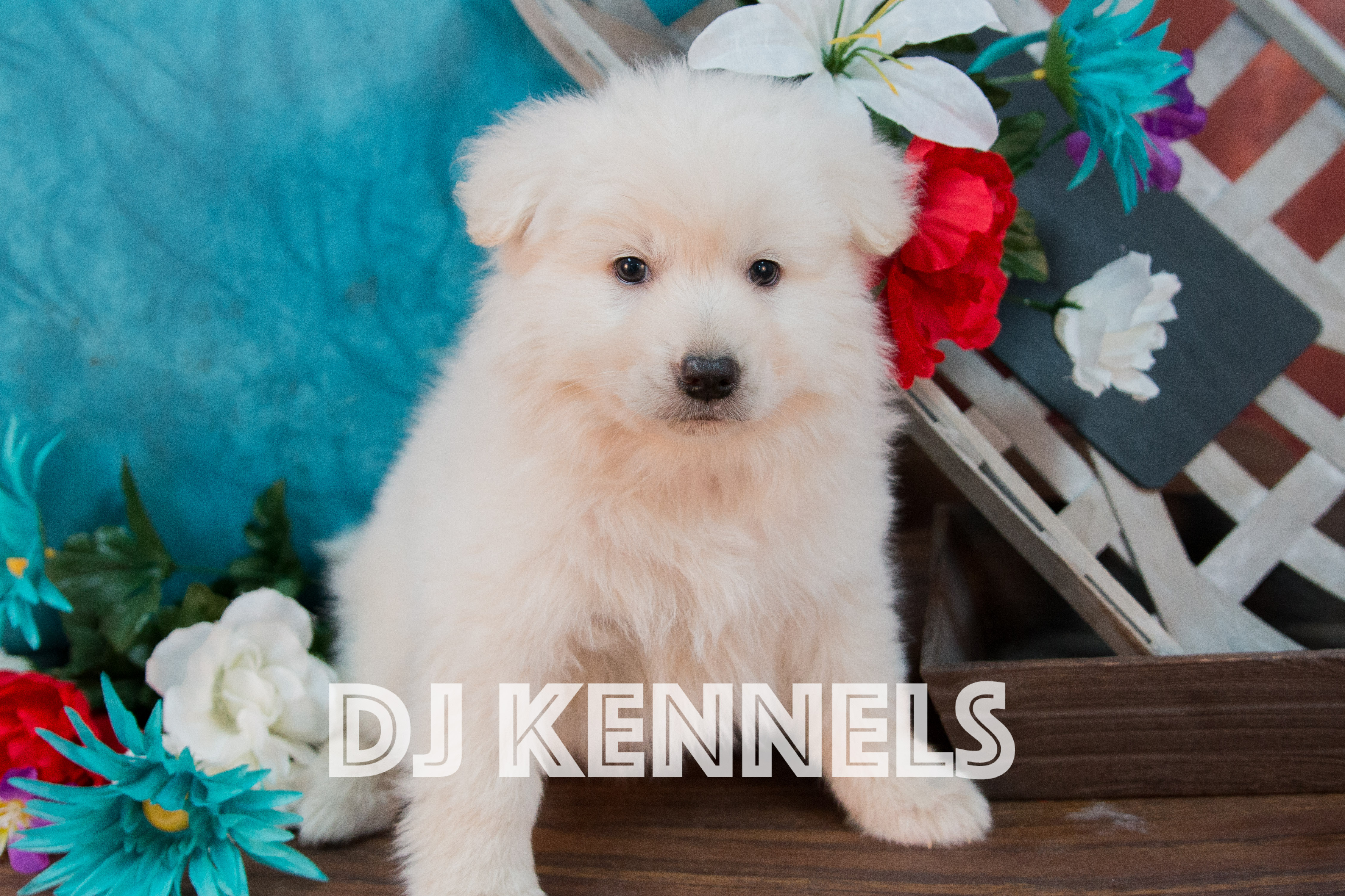 DJ Kennels | DeJager Kennels | United States