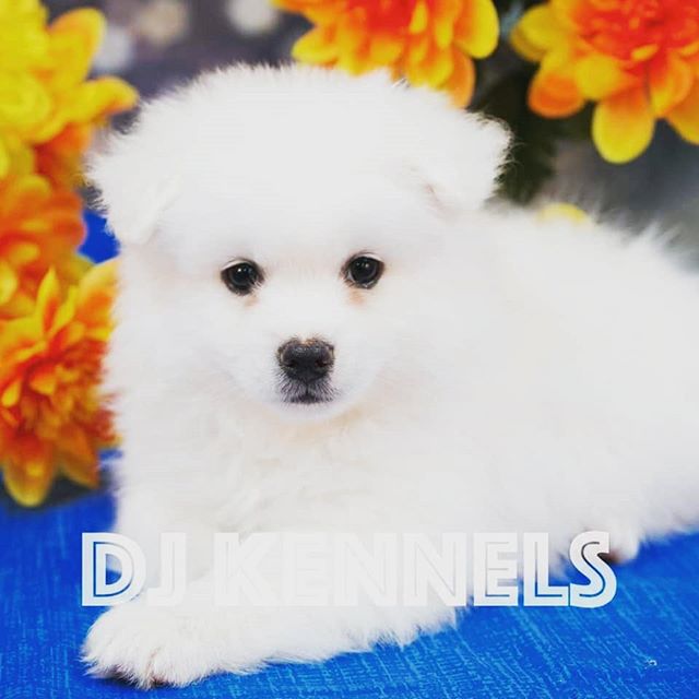 DJ Kennels | DeJager Kennels | United States