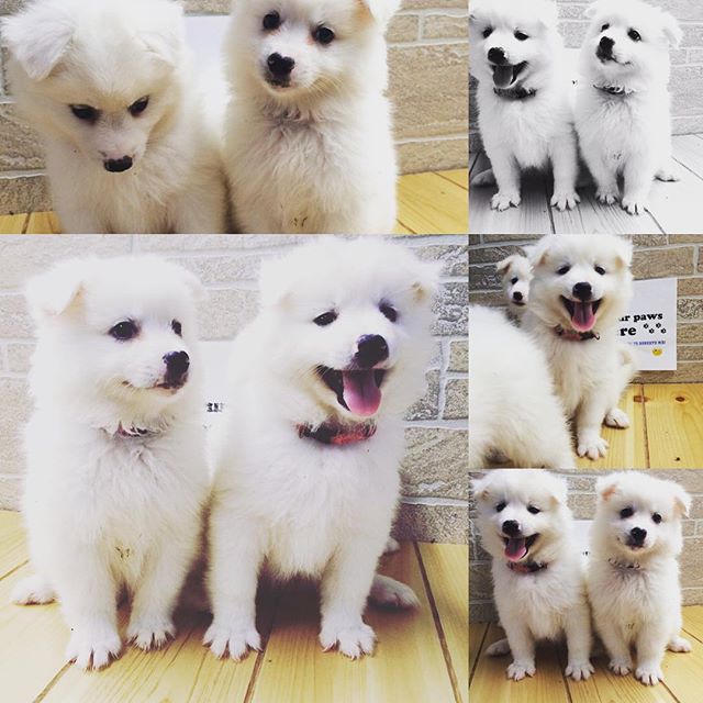 DJ Kennels | DeJager Kennels | United States