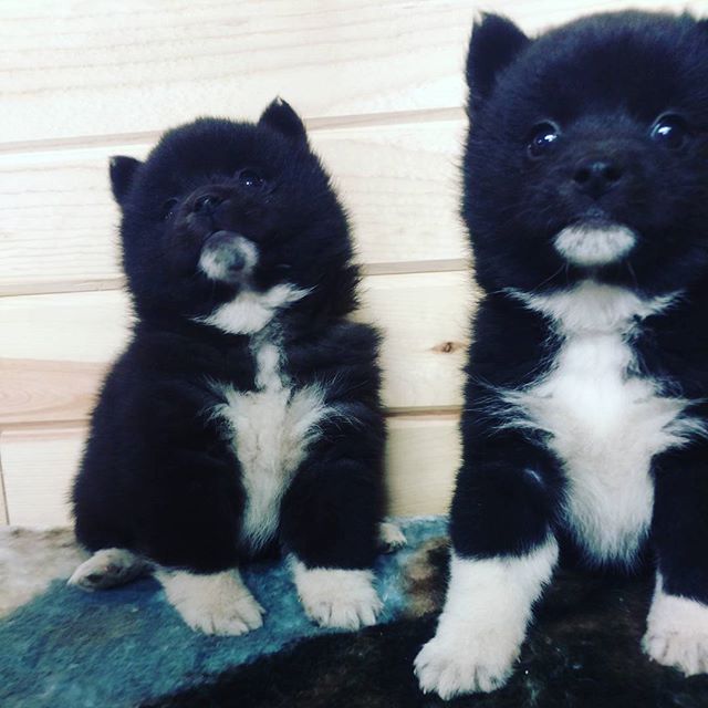 DJ Kennels | DeJager Kennels | United States