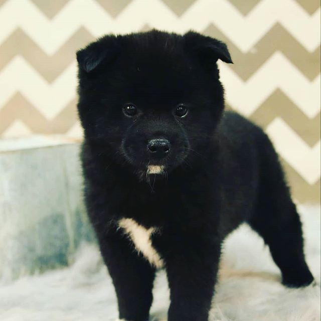 DJ Kennels | DeJager Kennels | United States