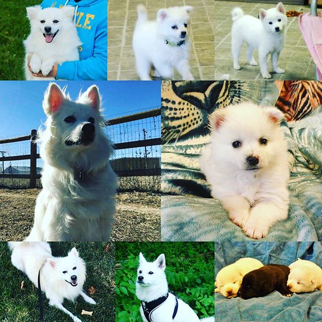 DJ Kennels | DeJager Kennels | United States