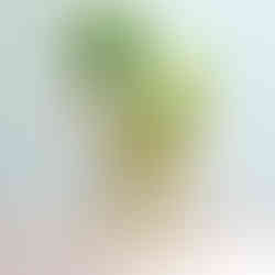 Flowers by Phyllis | Flowers Delivery Malta | Local Florist