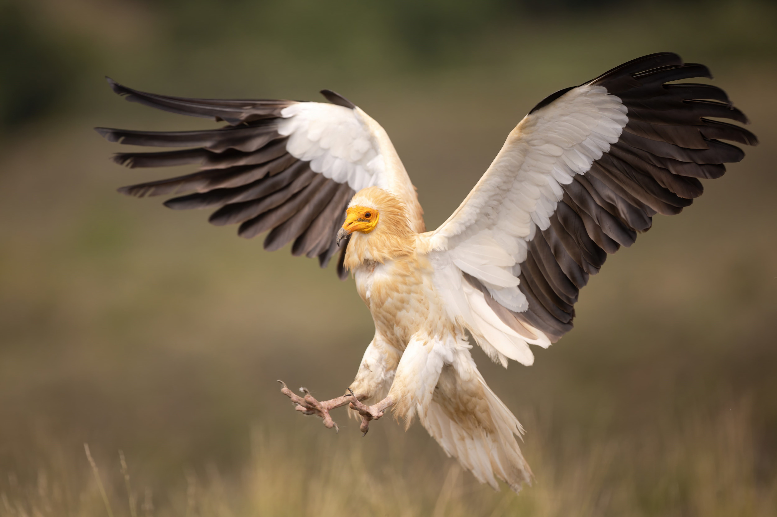 Egyptian Vultures arrive in South Africa thanks to VulPro